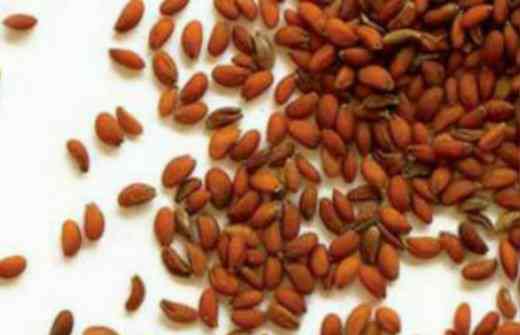 अळीव खाण्याचे फायदे व तोटे - Aliv seeds benefits in Marathi by Dr ...