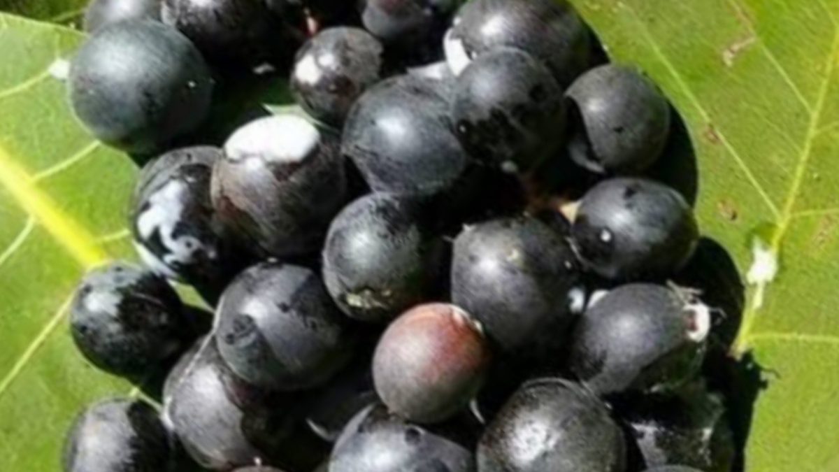 करवंद खाण्याचे फायदे व तोटे - Karvand fruit benefits - Health Marathi